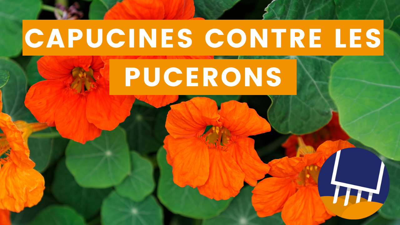 Capucine, une fleur à planter au potager