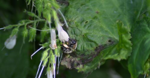 Consoudre ou consoude ? Que faut-il dire