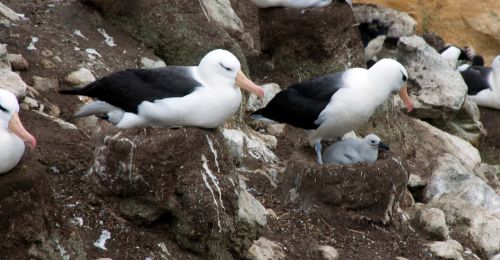 Le guano, un engrais naturel